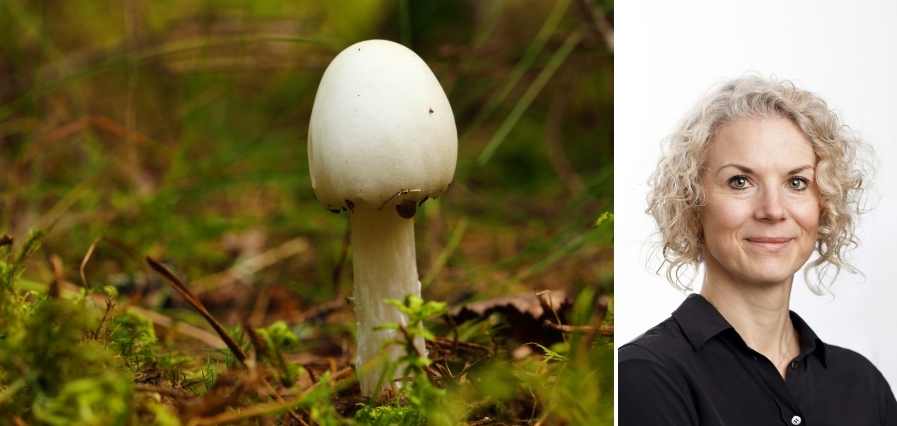 Giftinformationscentralen: Redan fått in en del fall med vit flugsvamp ...