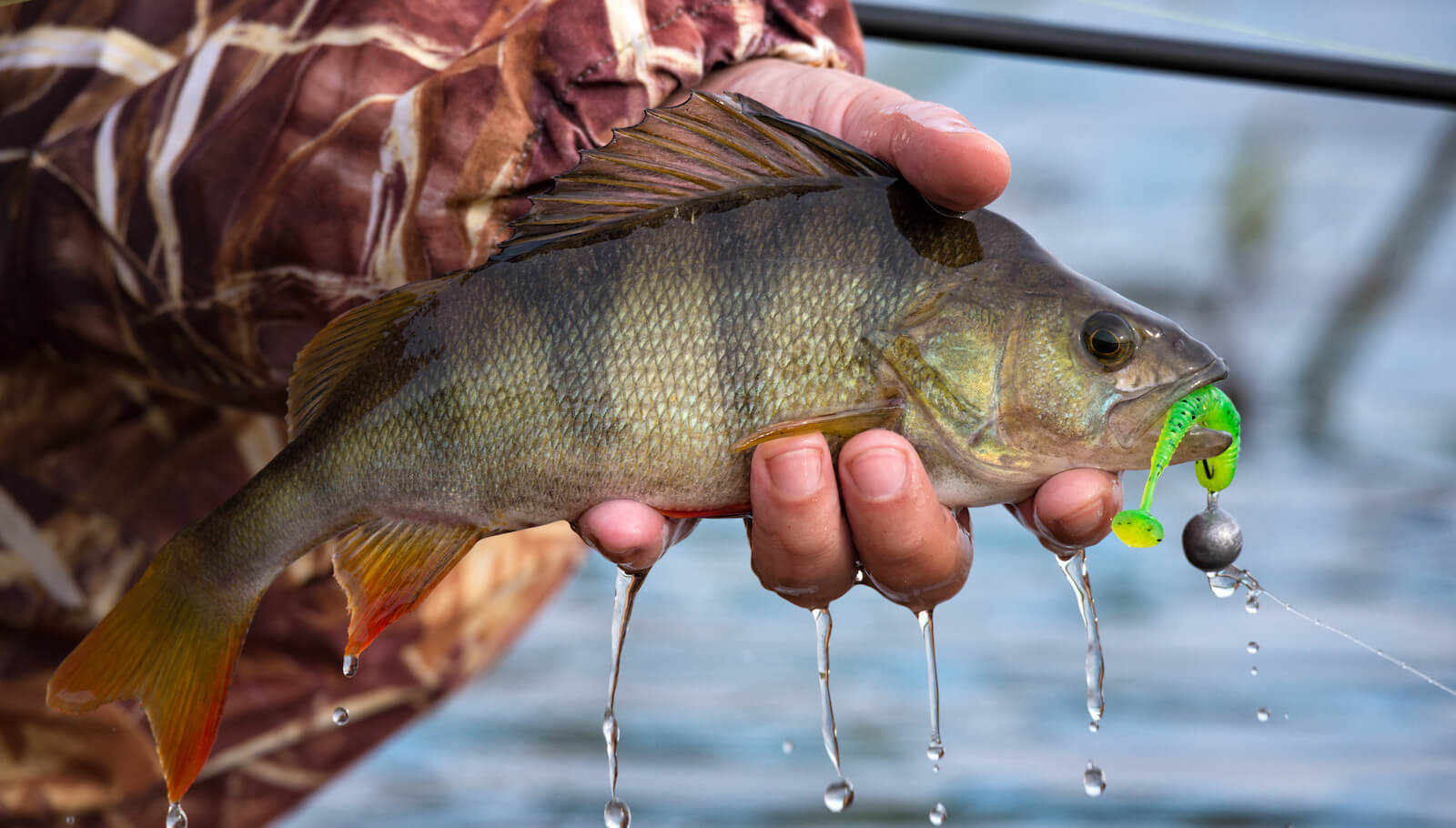Så fiskar du miljövänligt – Sveriges Natur
