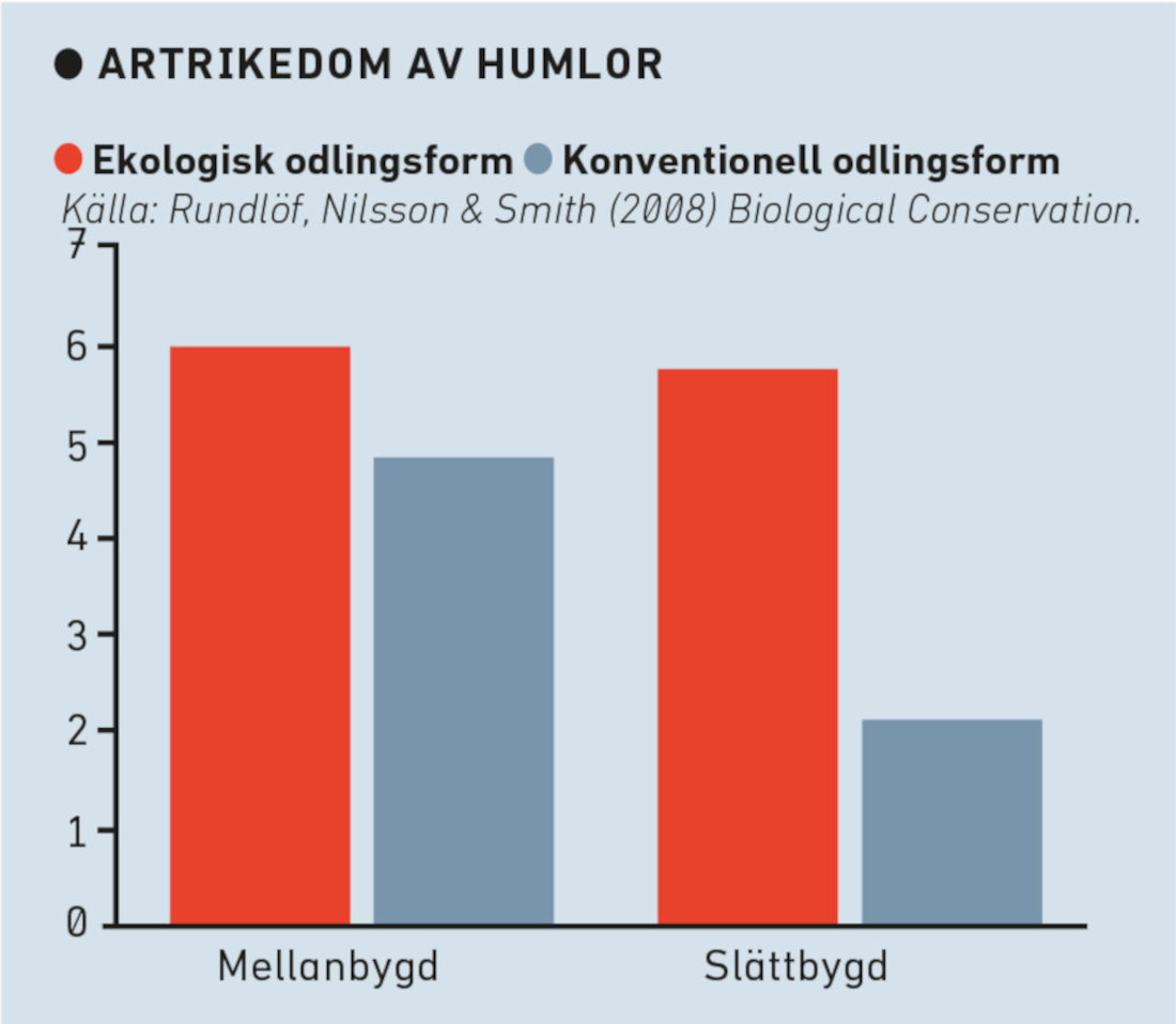 Hjälper humlor med bostadsbrist – Sveriges Natur