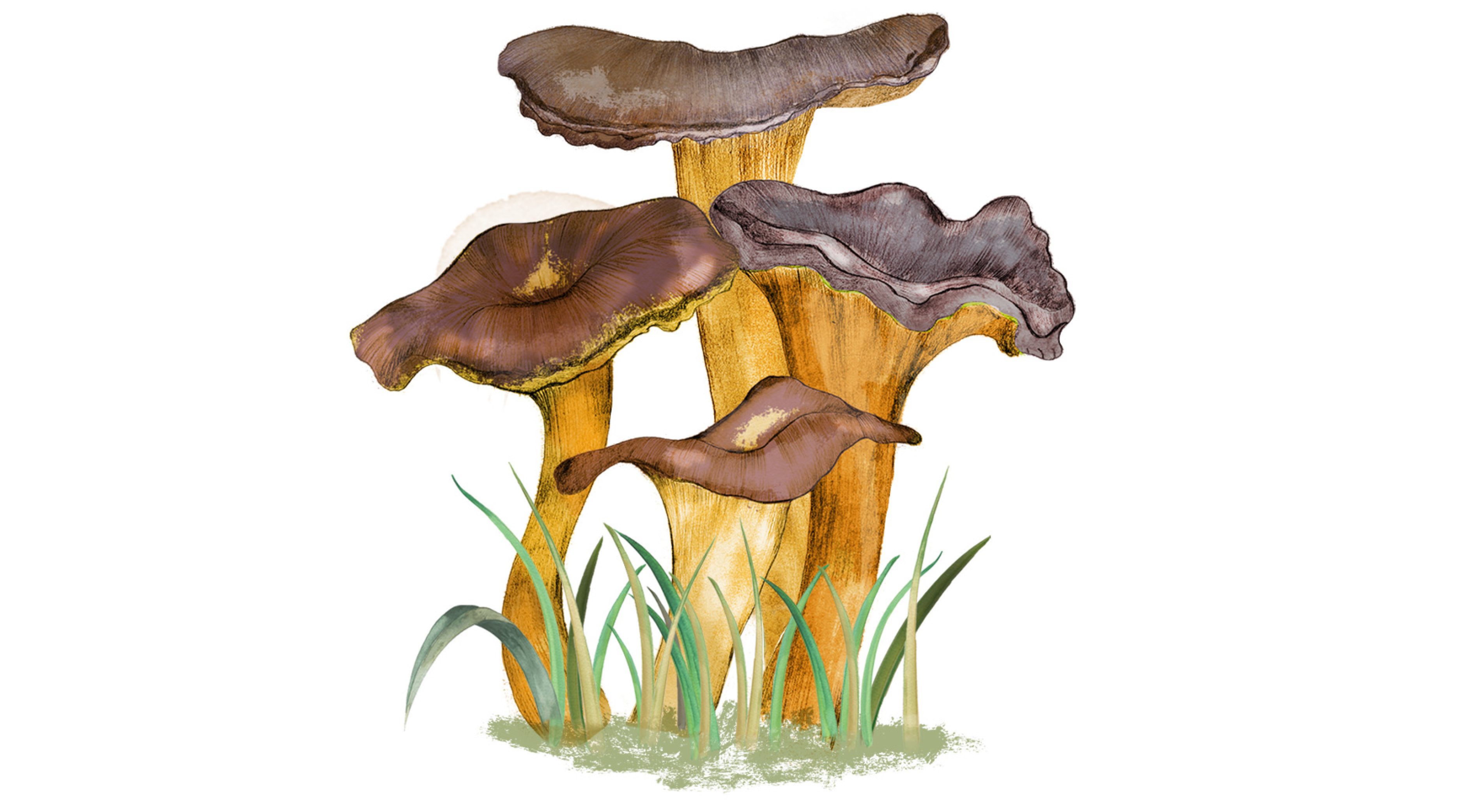 Så funkar signalarter – Sveriges Natur