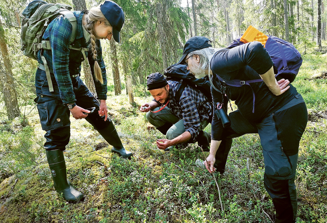 Säsong för spindlar – Sveriges Natur
