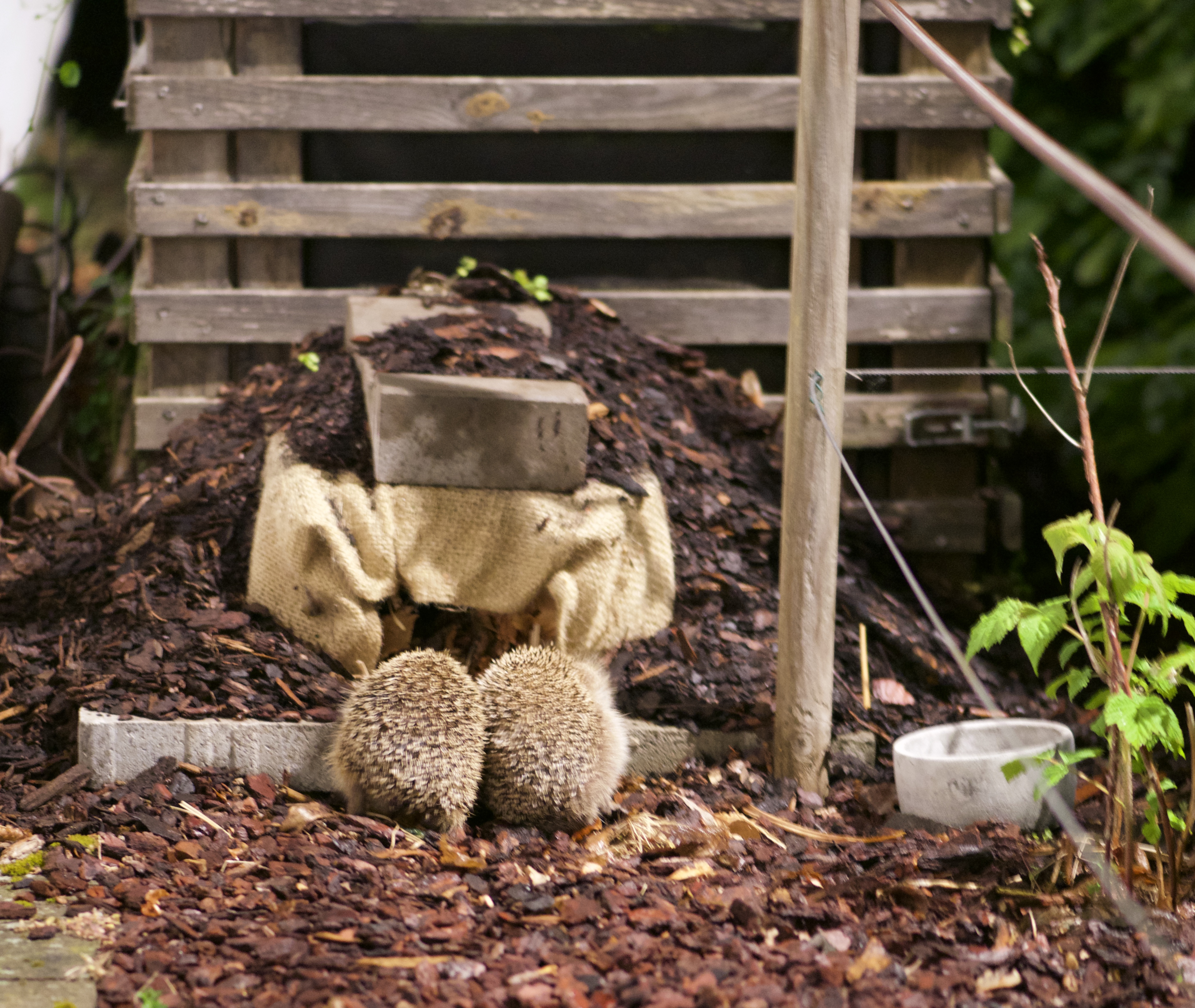 Ny bok skildrar igelkottars liv och hur vi kan hjälpa dem – Natursidan