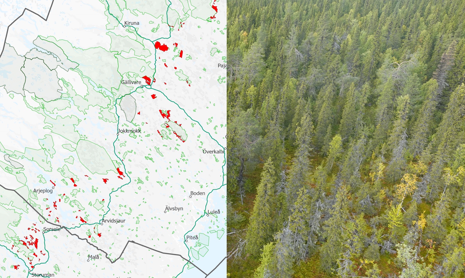 108 fjällnära skogsområden får permanent skydd – Natursidan