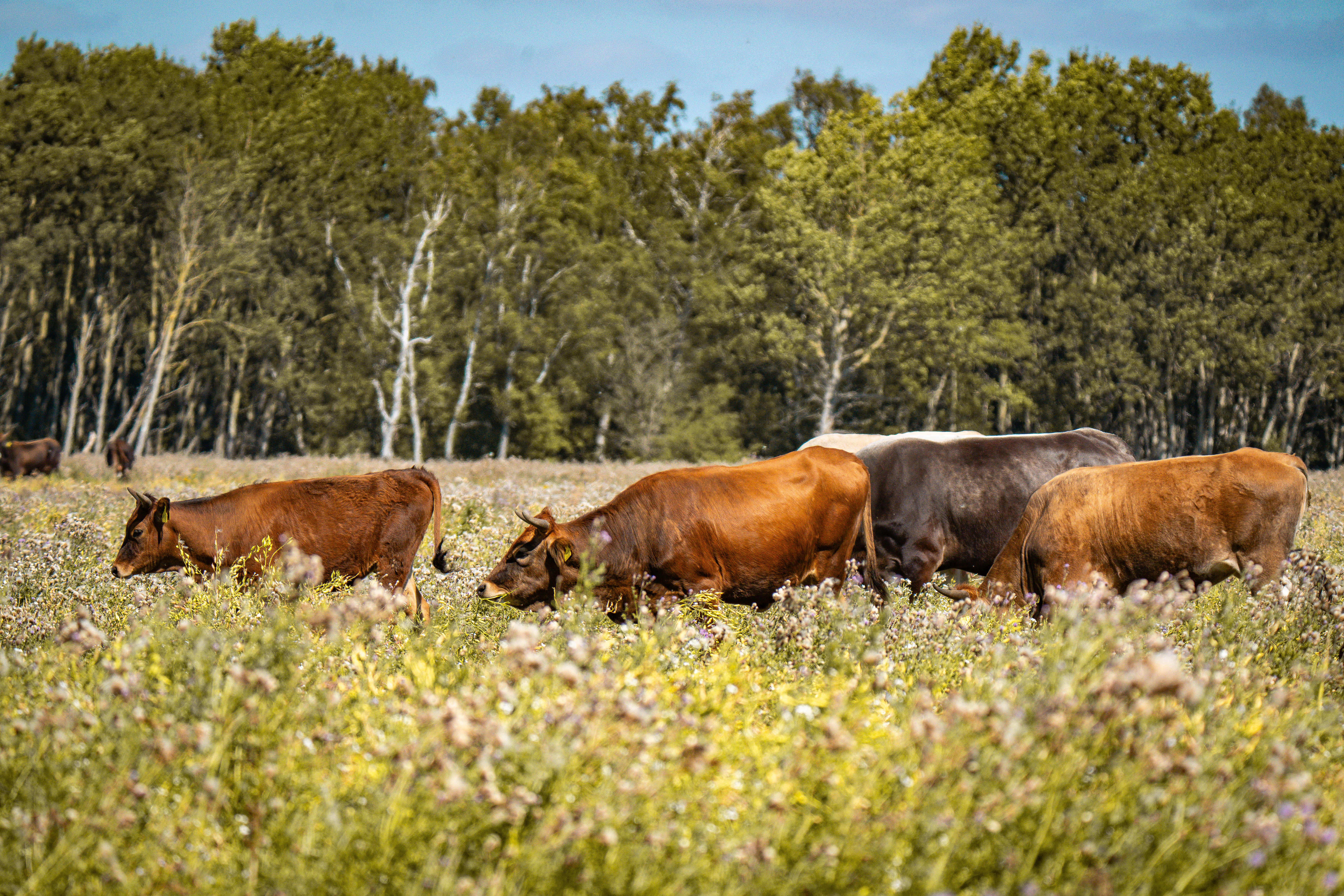 Naturpodden: Rewilding återskapar natur i Danmark – Natursidan
