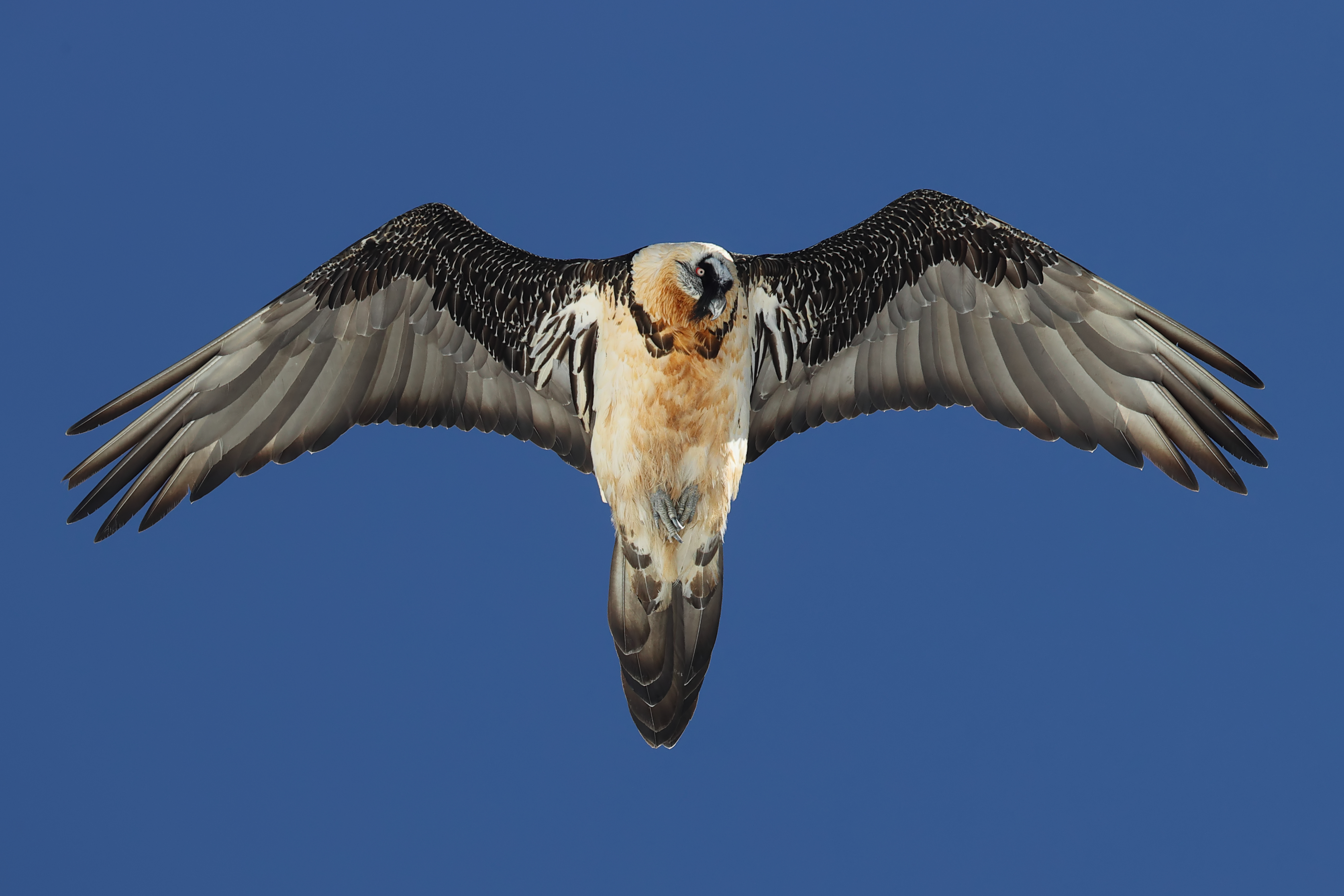 Natursidans guide till fågelholkar – var, hur, när och varför? – Natursidan