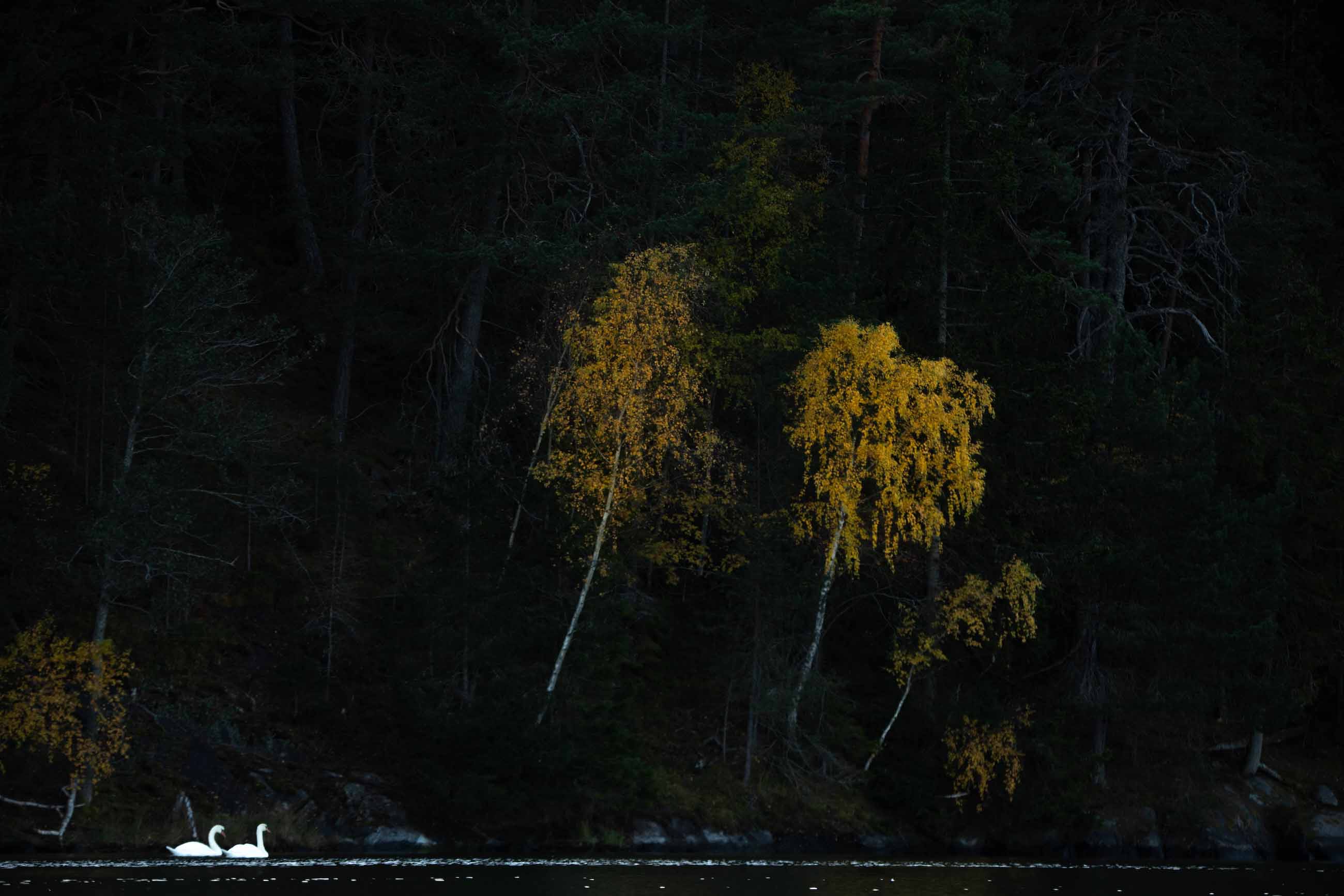 Vinnarbilderna i svensk tävling för unga natur­fotografer – Natursidan