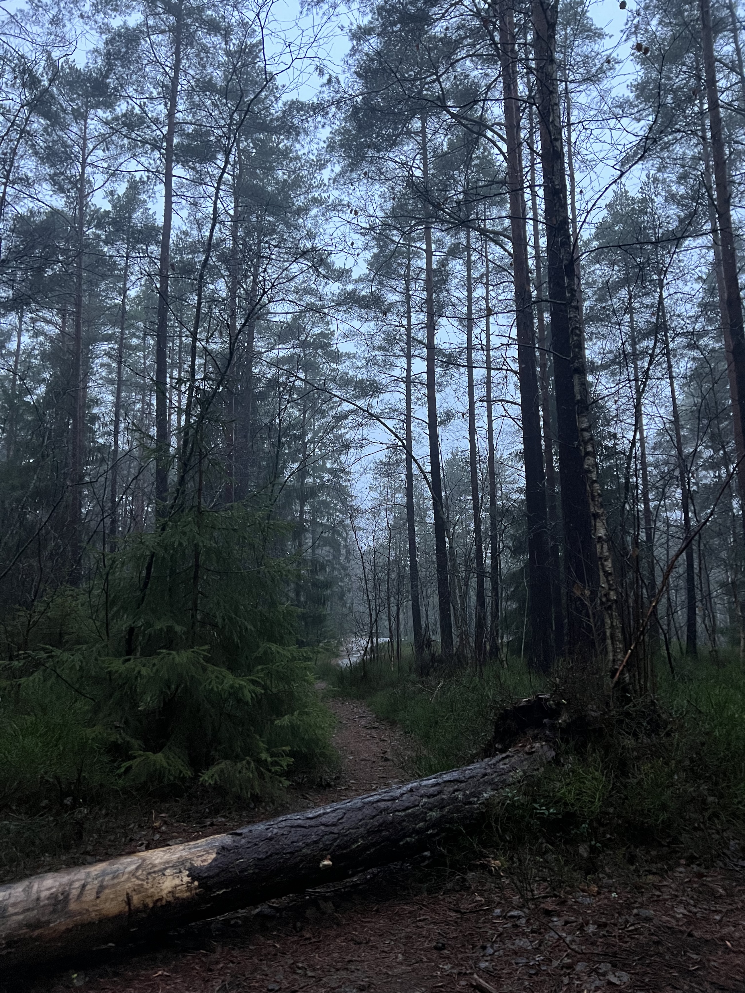 Faran och oron för fallande träd – Natursidan