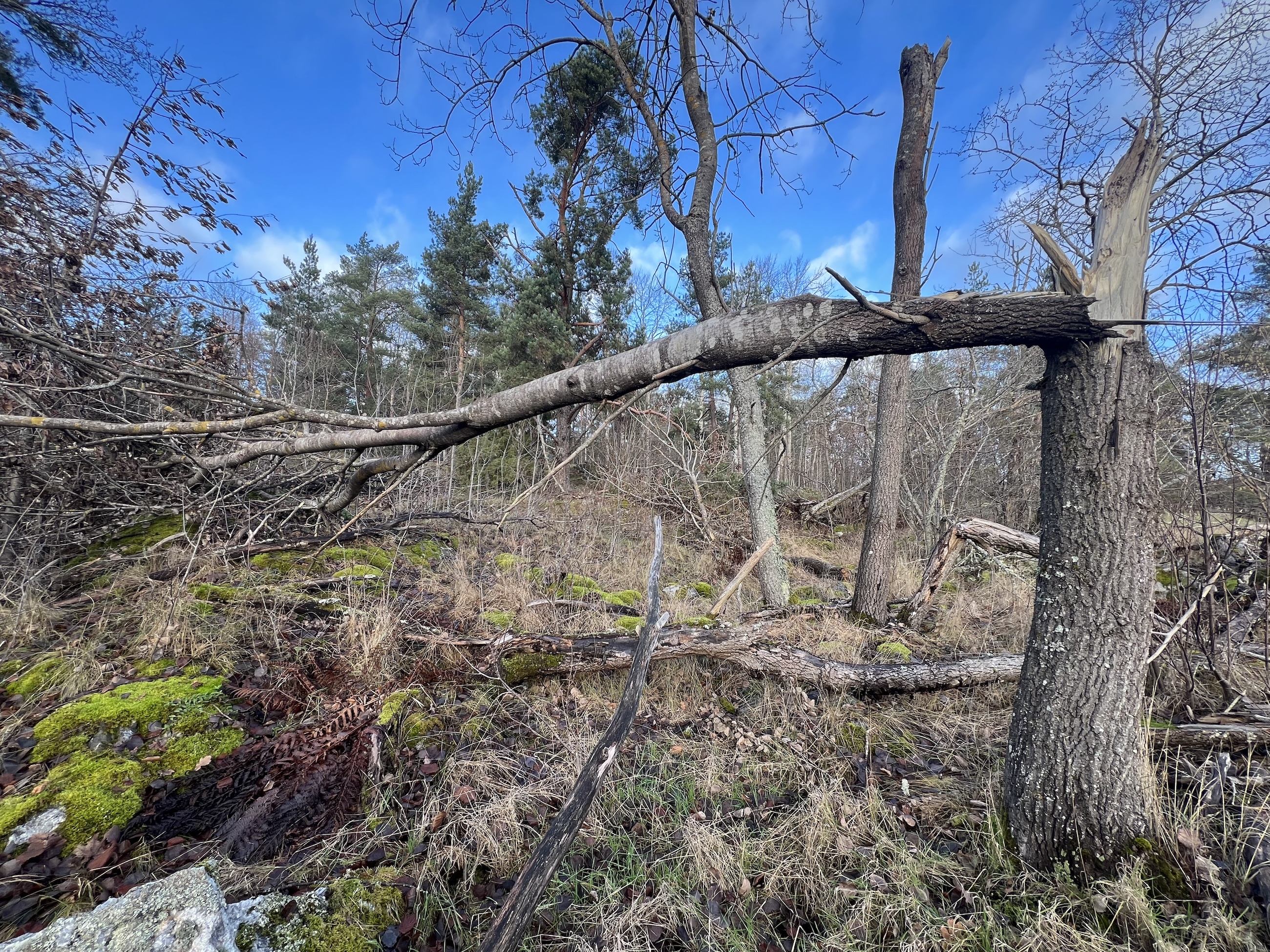 Faran och oron för fallande träd – Natursidan