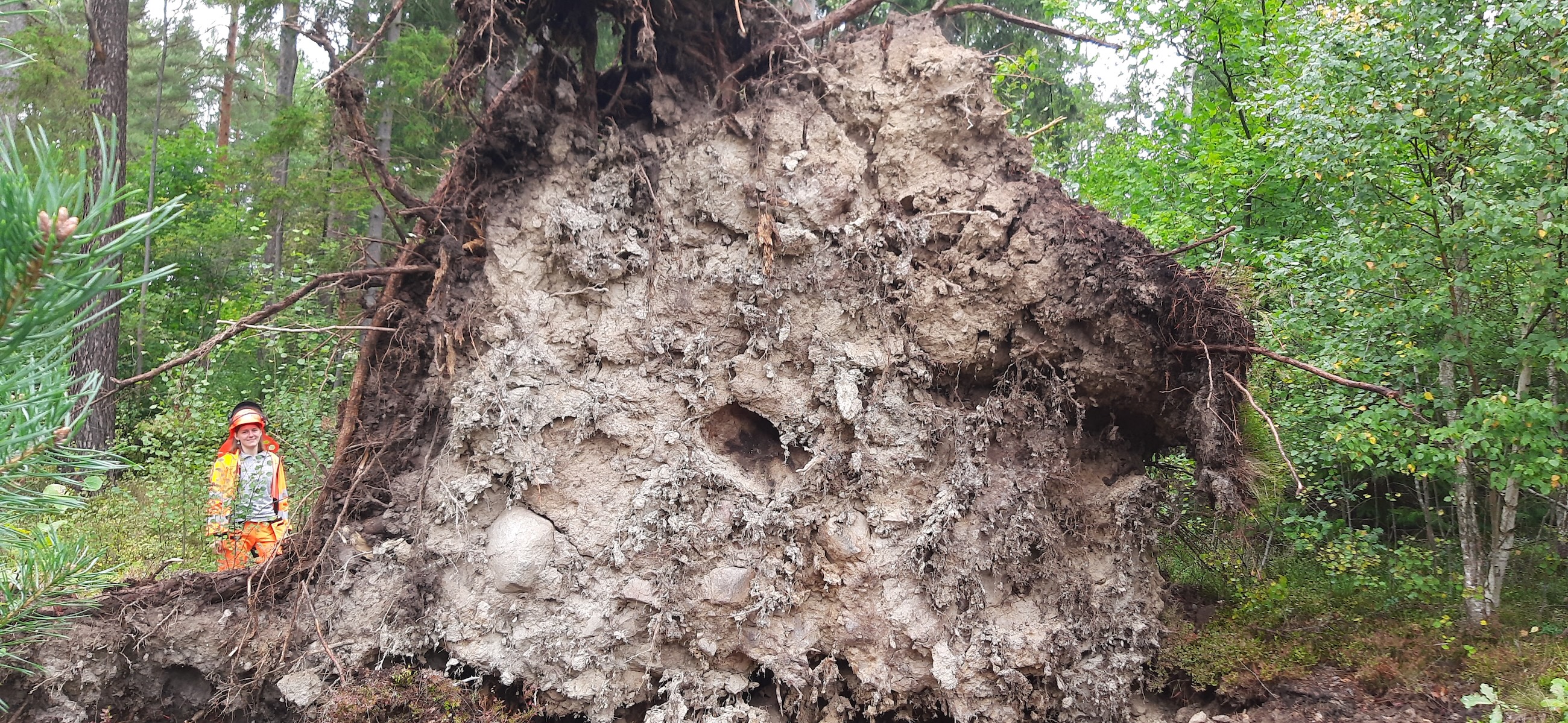 Faran och oron för fallande träd – Natursidan